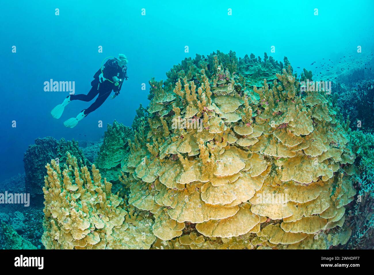 Diving block hi-res stock photography and images - Alamy