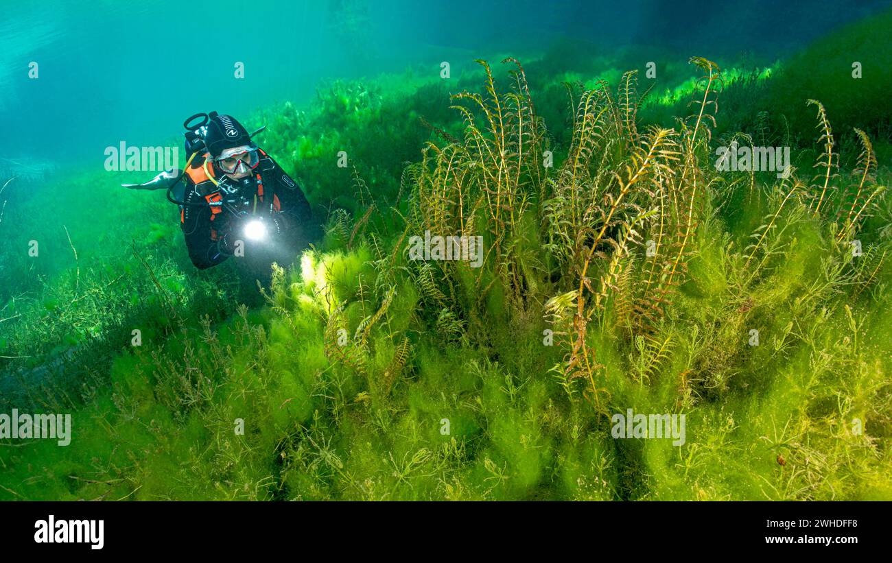 Underwater plants hi-res stock photography and images - Alamy