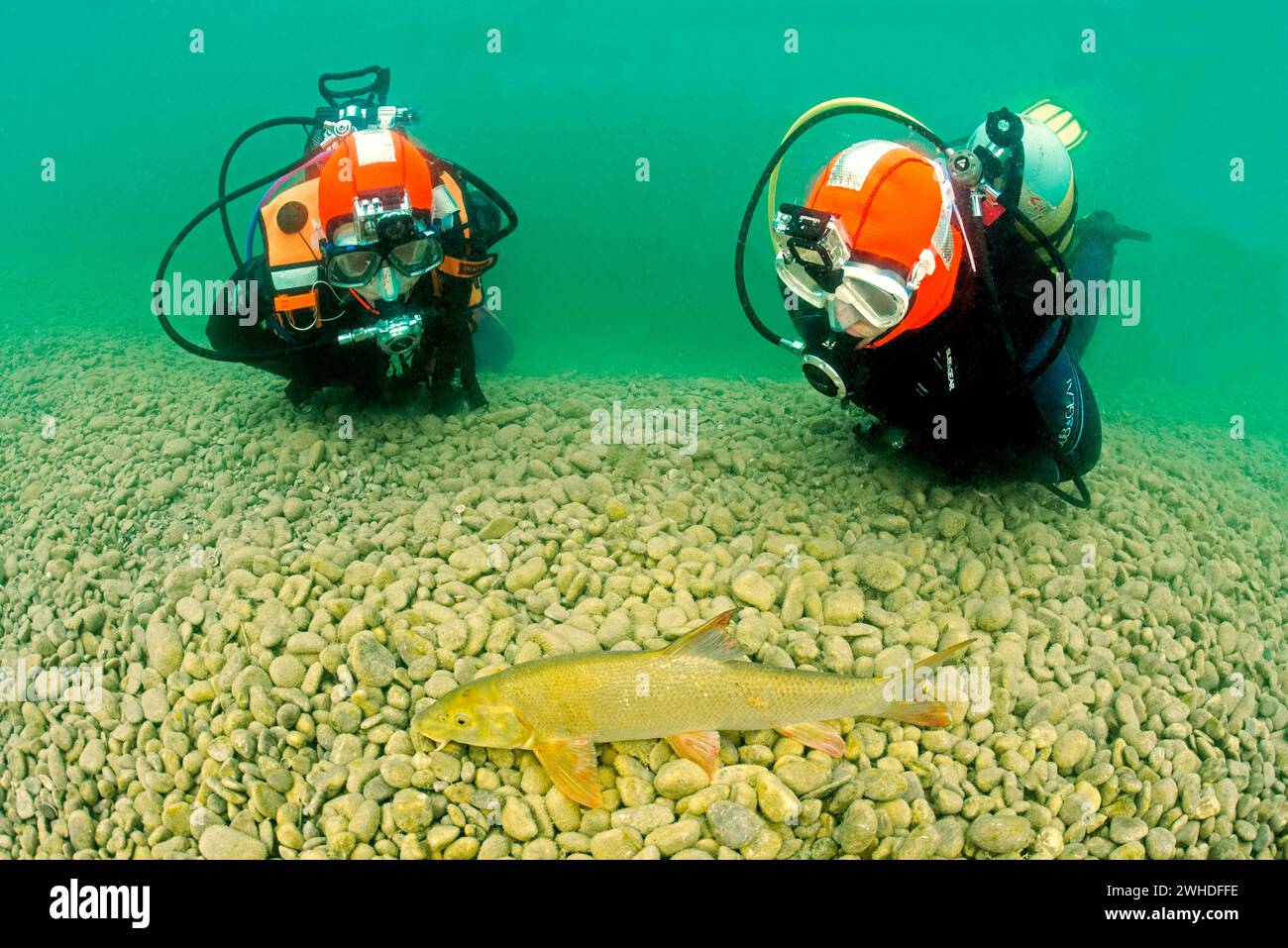Two divers film a barbel in a river with helmet cameras Stock Photo - Alamy