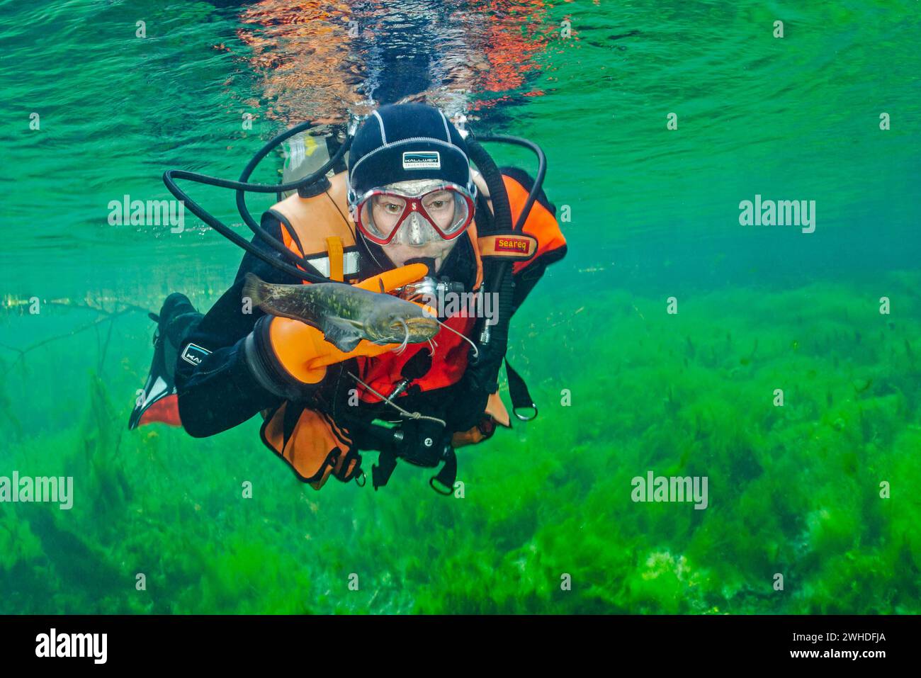 Catfish under water in lake hi-res stock photography and images - Alamy