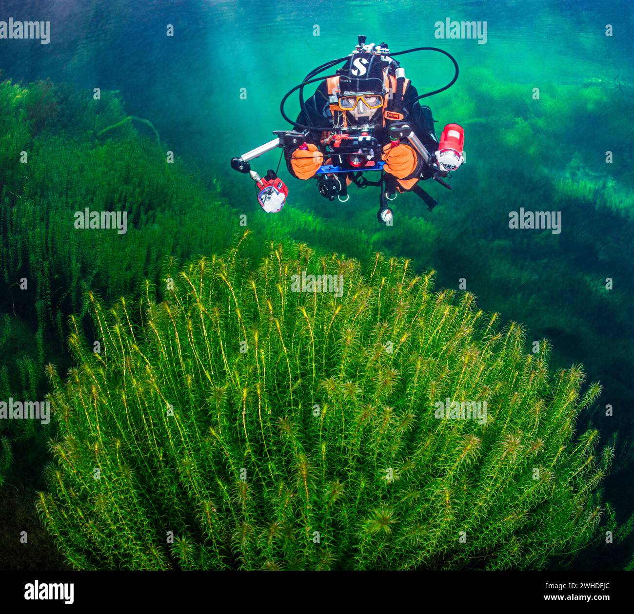 Aquatic diver hi-res stock photography and images - Alamy