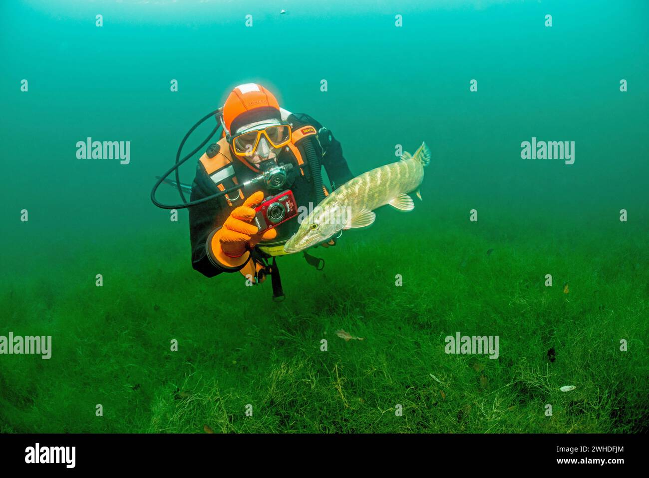Diver photographs aquatic plants in a quarry pond hi-res stock ...