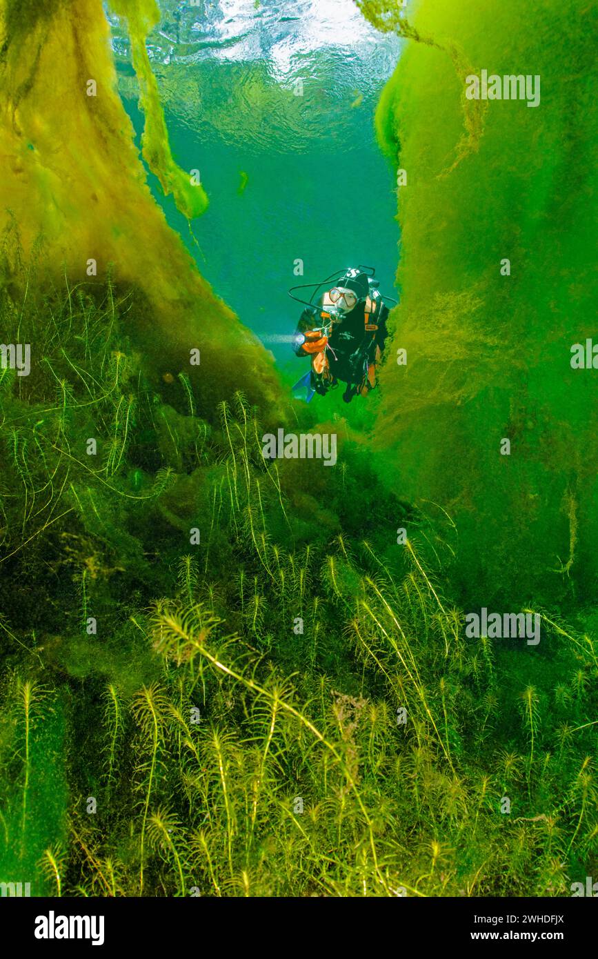 Slime algae hi-res stock photography and images - Alamy