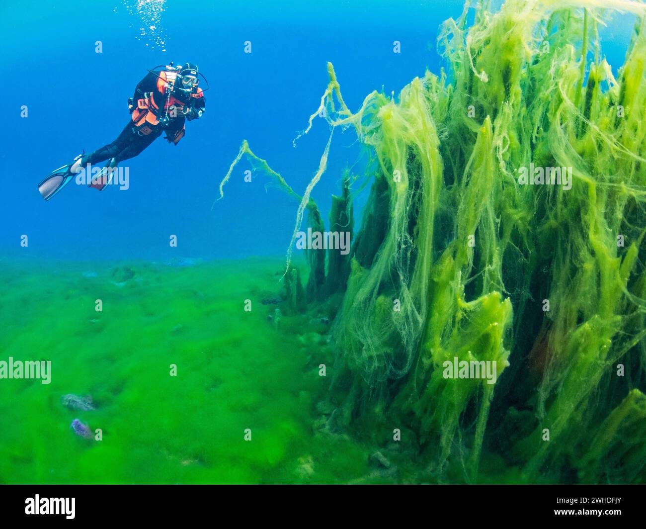 Algae at a hi-res stock photography and images - Alamy