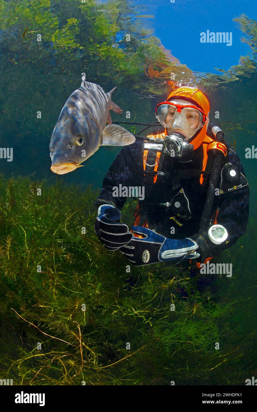 Diver with carp in an alluvial forest lake Stock Photo - Alamy