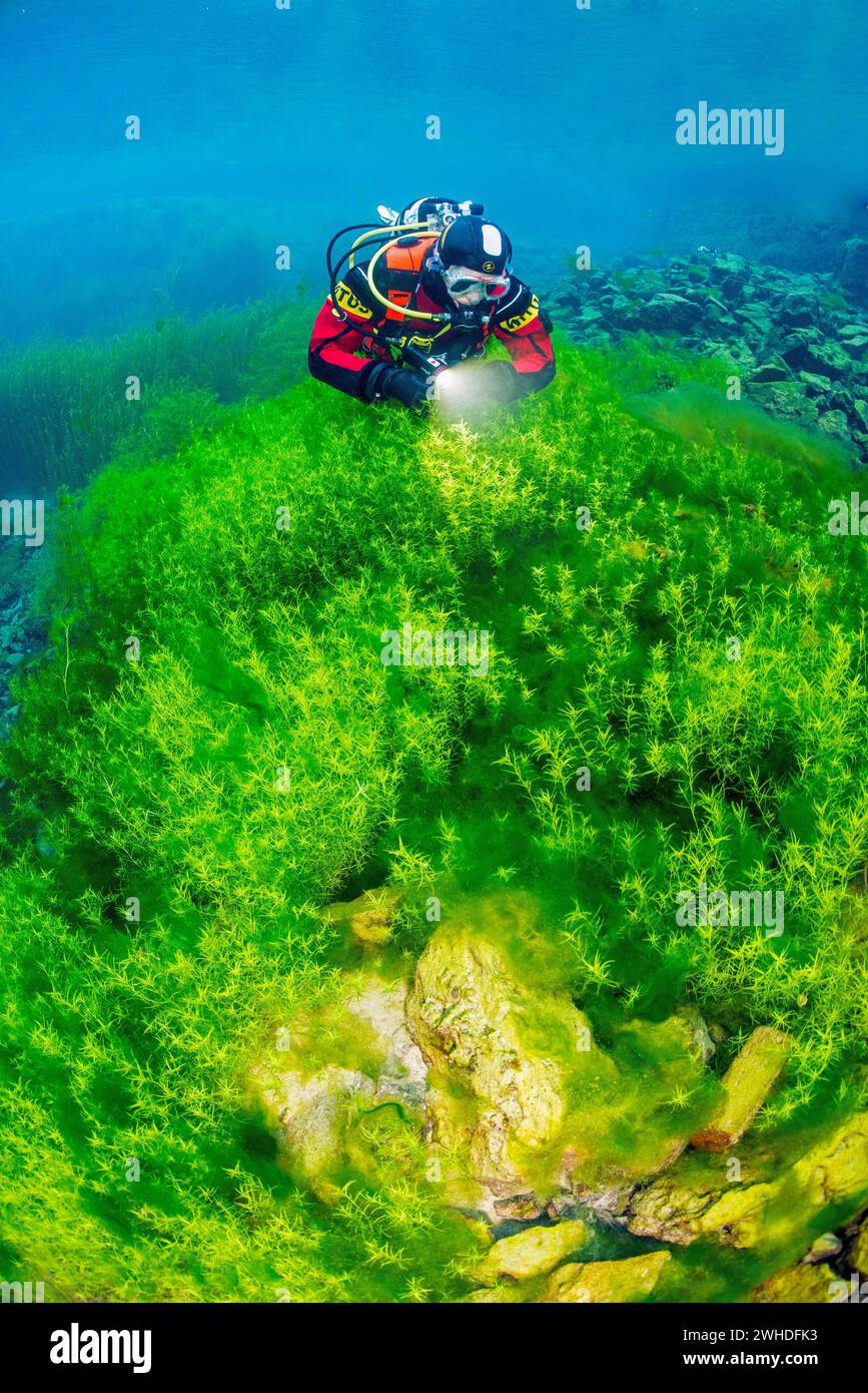 Diver in a spring pot looking at aquatic plants with an underwater lamp ...