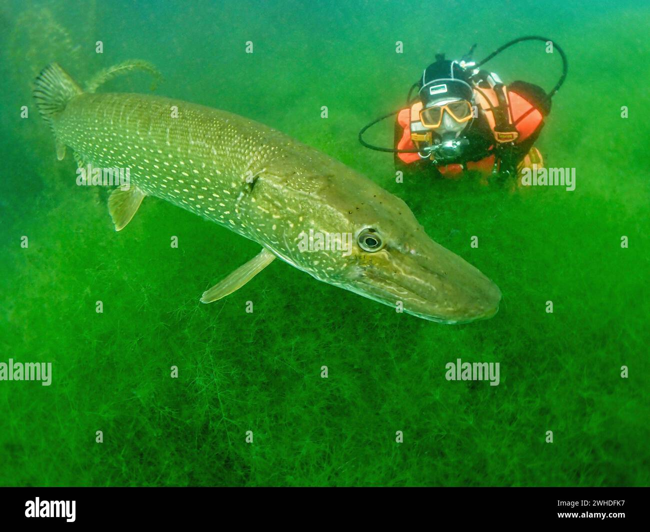 Female diver algae hi-res stock photography and images - Alamy
