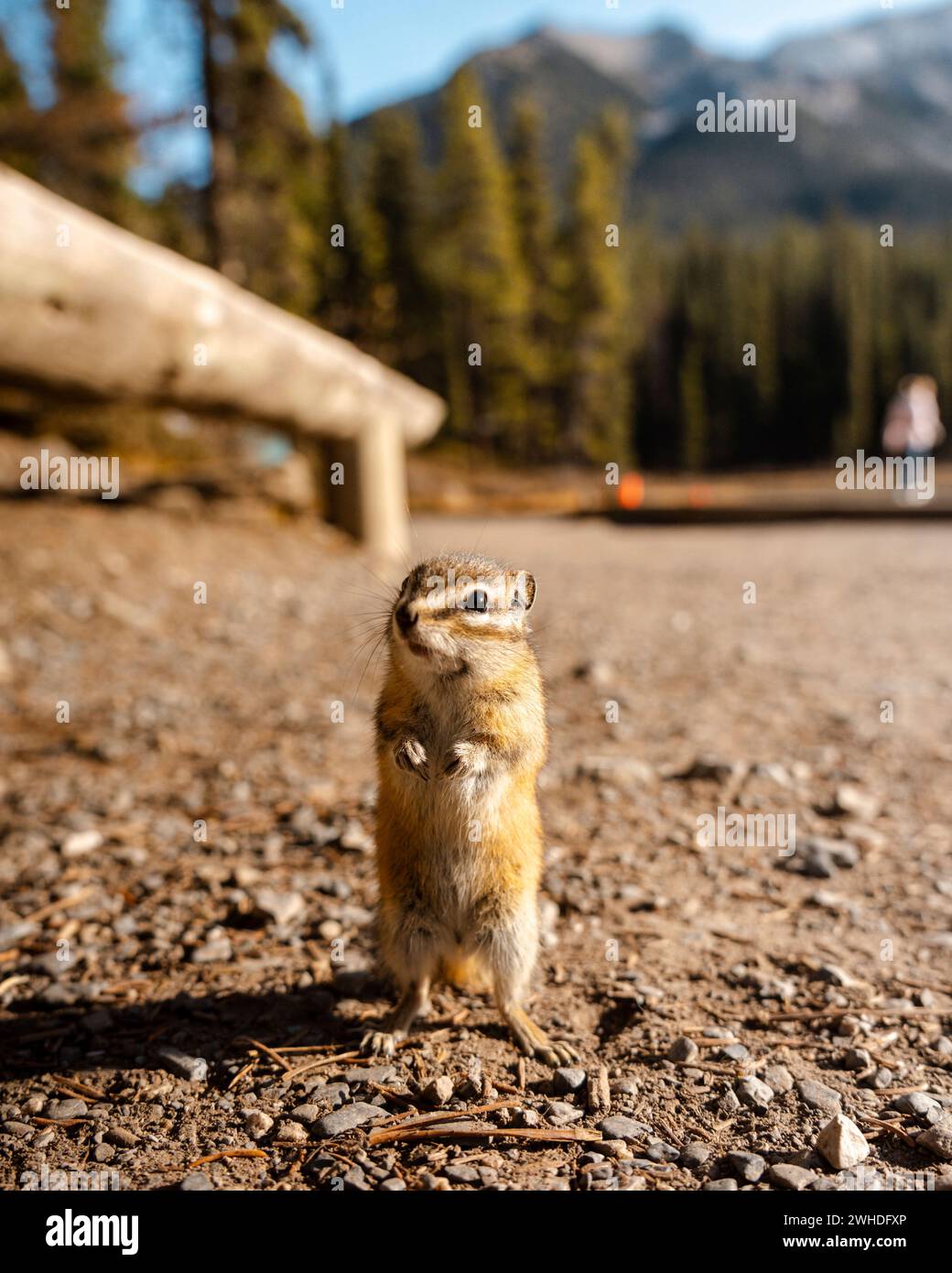 Chipmunks hi-res stock photography and images - Alamy