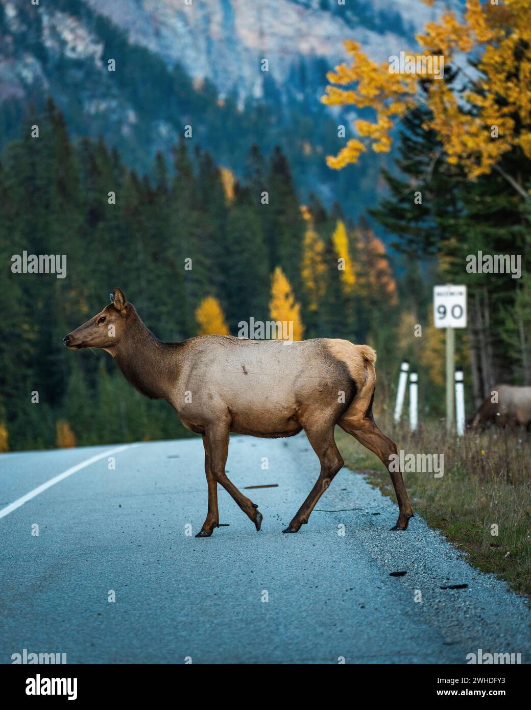 Animal standing on highway hi-res stock photography and images - Alamy
