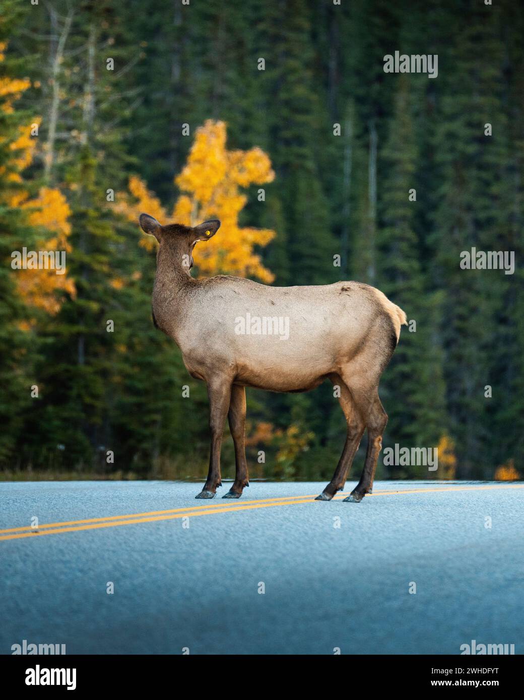 Cervid on road hi-res stock photography and images - Alamy
