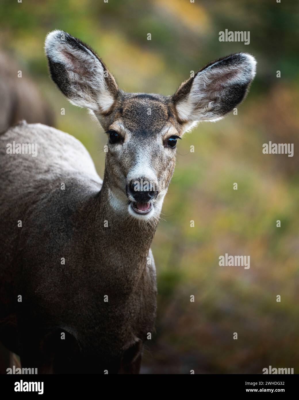 Cervidae canada hi-res stock photography and images - Alamy