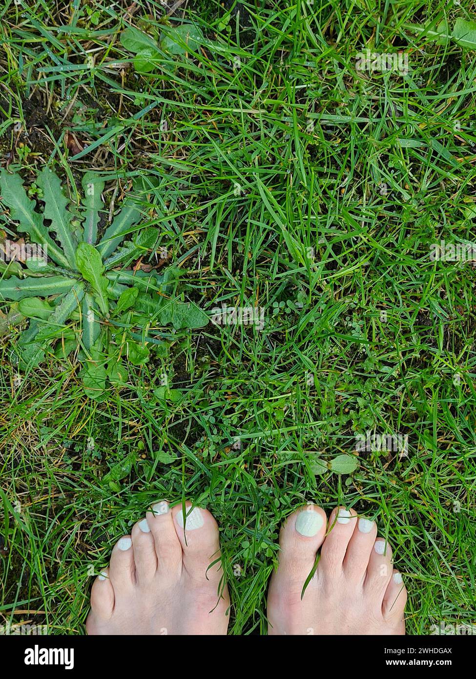 Women's feet barefoot outside in nature, light green painted toenails ...