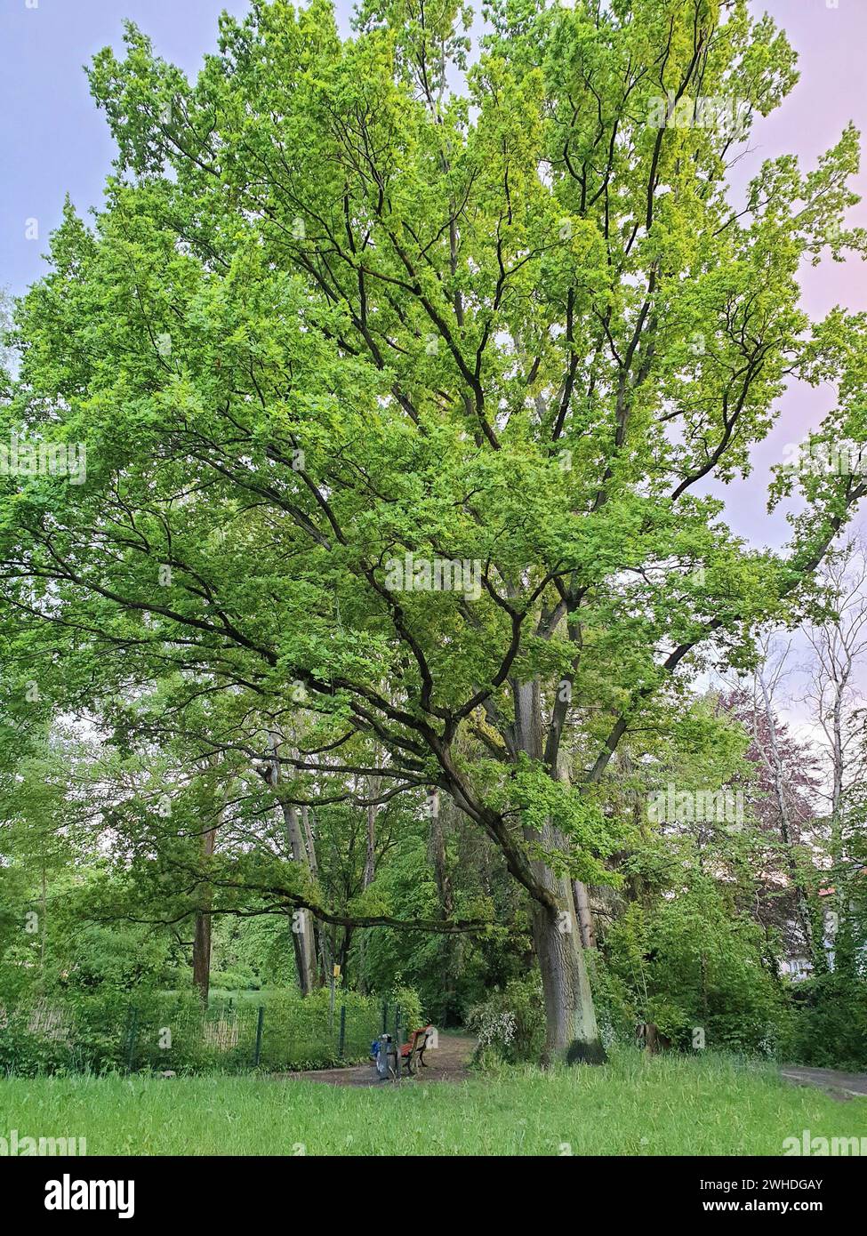 Very large tree with park bench in a park, Berlin, Germany Stock Photo ...