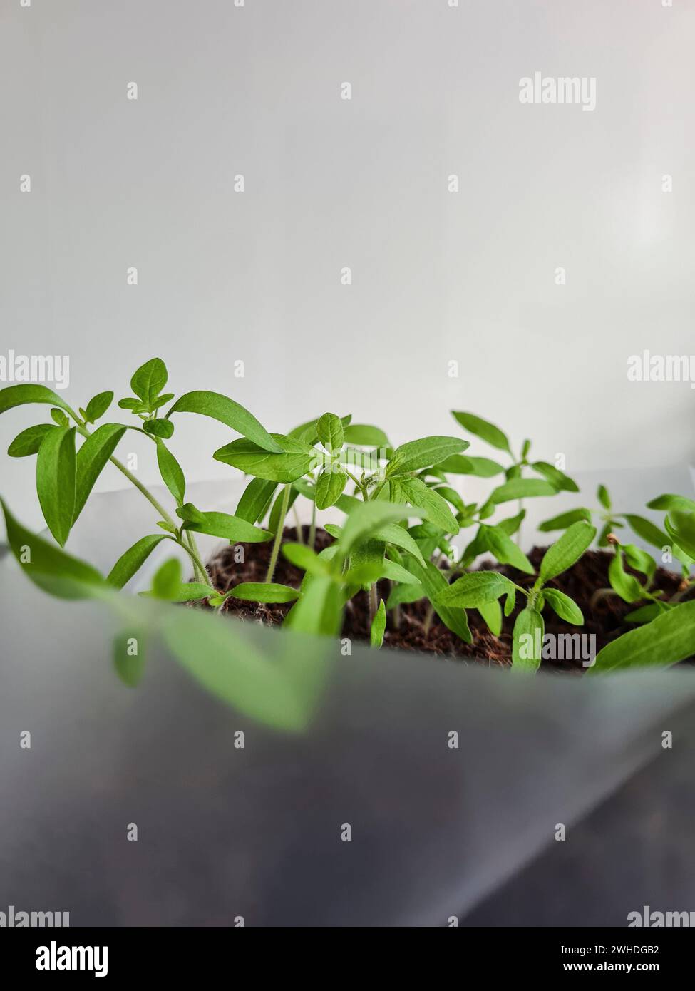 Growth in plants hi-res stock photography and images - Alamy