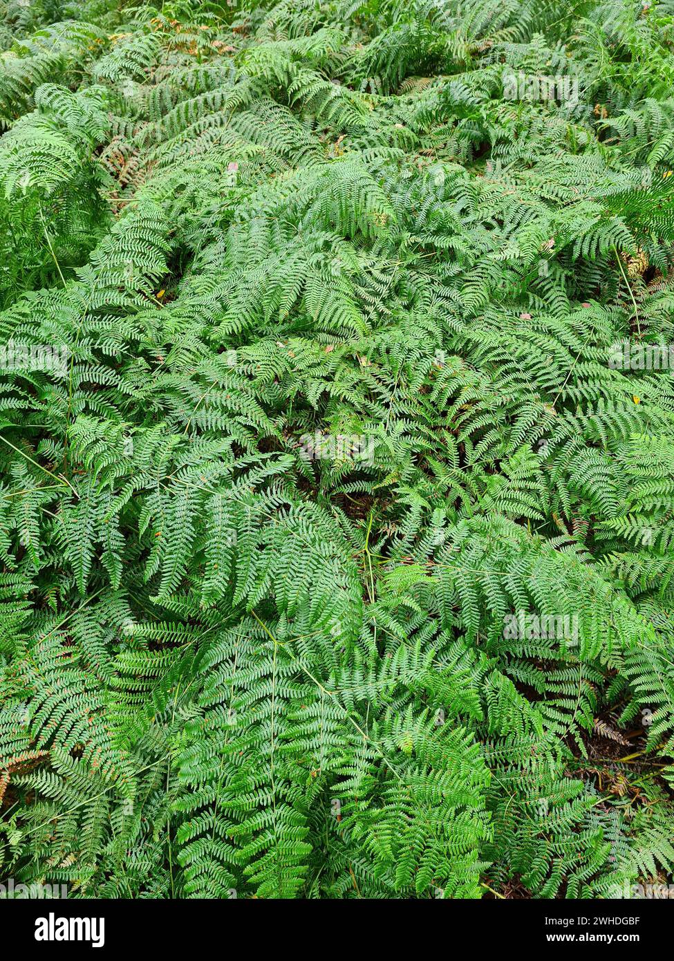 September forest hi-res stock photography and images - Alamy