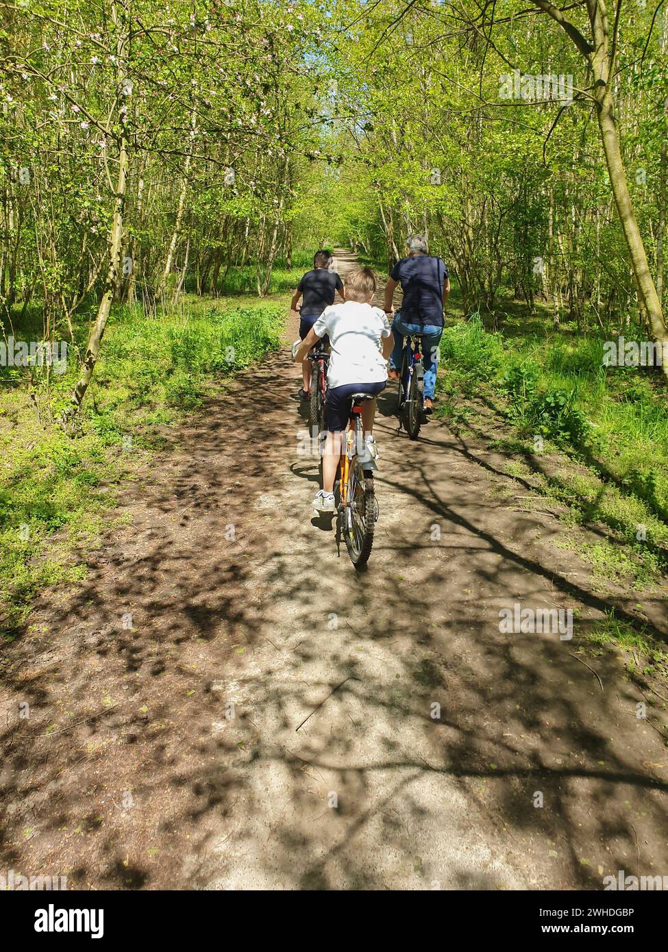 Cycling in the countryside, cycling through the green woods, three ...