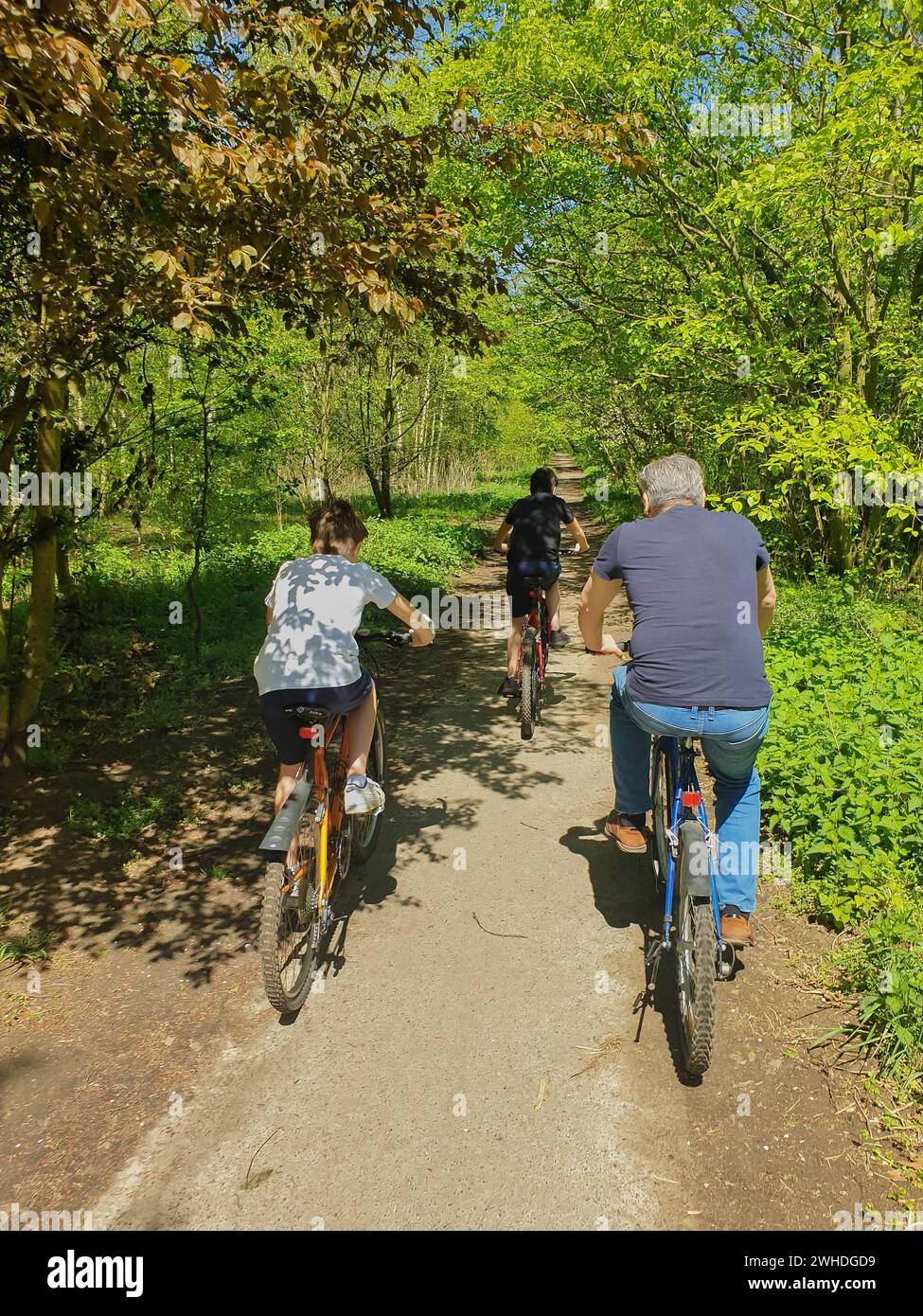 Cycling in the countryside, cycling through the green woods, three ...