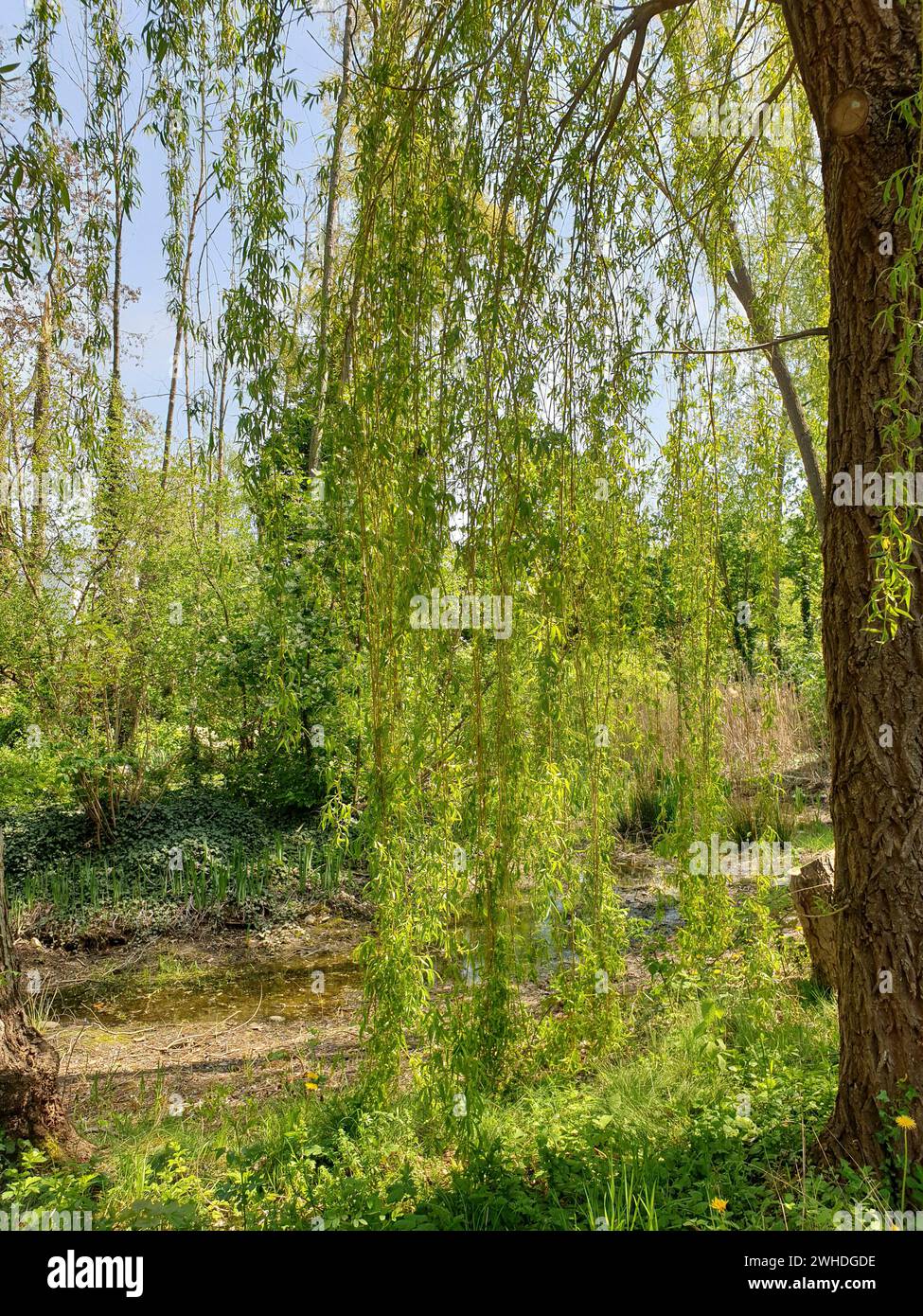 weeping willow in biotope lakeside, nature conservation, forest area ...
