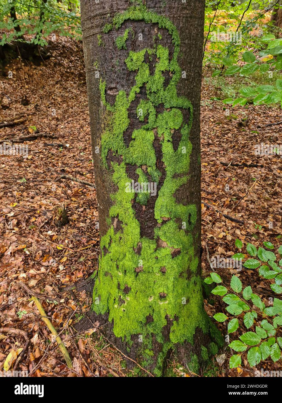 Green natural plants trees with moss in the forest mecklenburg ...