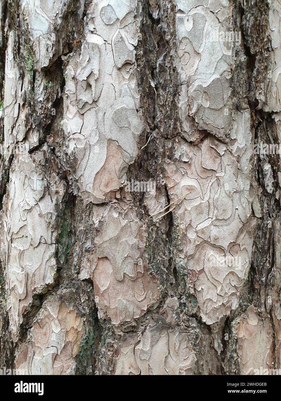 Tree bark on a tree trunk, nature conservation in a forest area, Berlin ...
