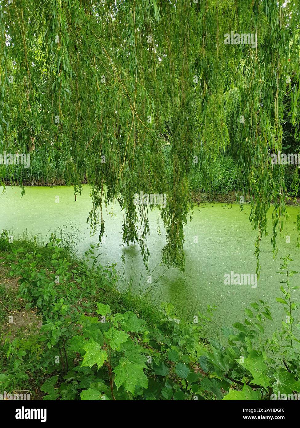 weeping willow in biotope with lake, nature conservation, forest area ...
