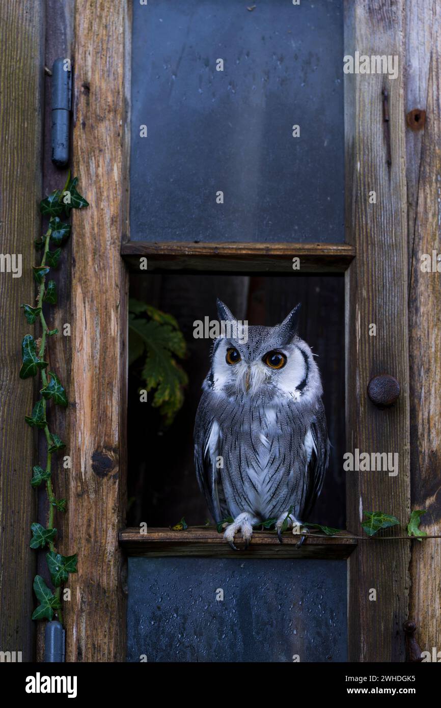 Southern white-faced owl (Ptilopsis granti) looks out of a window Stock ...