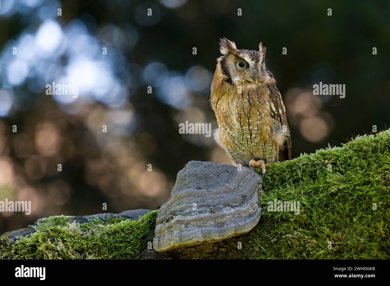 Tropical screech owl (Megascops choliba Stock Photo - Alamy