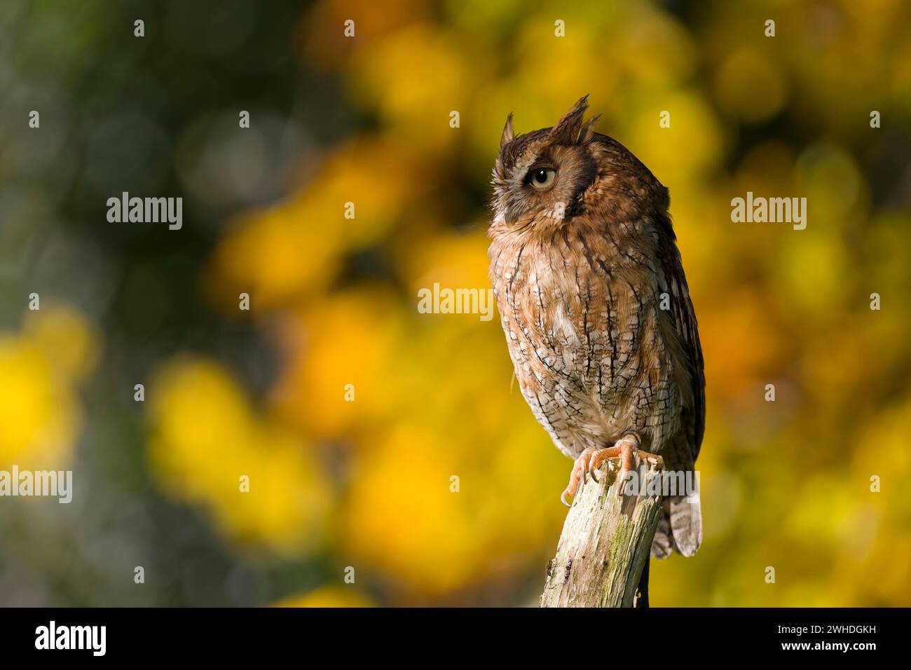 Tropical screech owl (Megascops choliba) in front of colorful autumn ...