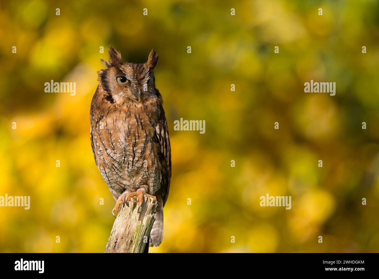 Tropical screech owl (Megascops choliba) in front of colorful autumn ...