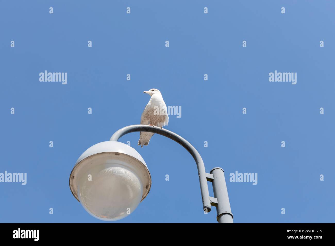 Seagull on lantern in front of blue sky in Warnemünde, Hanseatic city ...