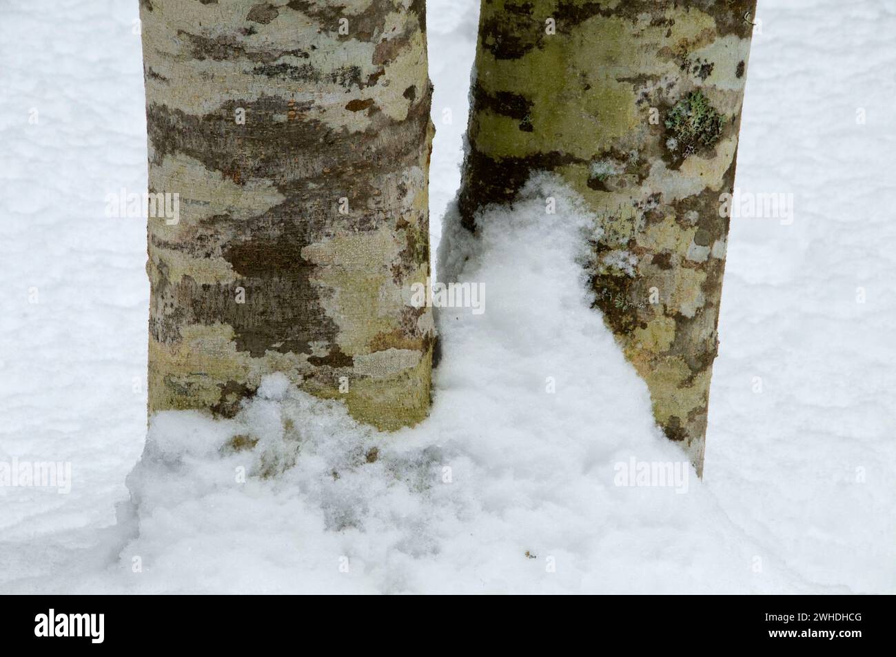 Red alder trunk in winter, Opal Creek Scenic Recreation Area ...