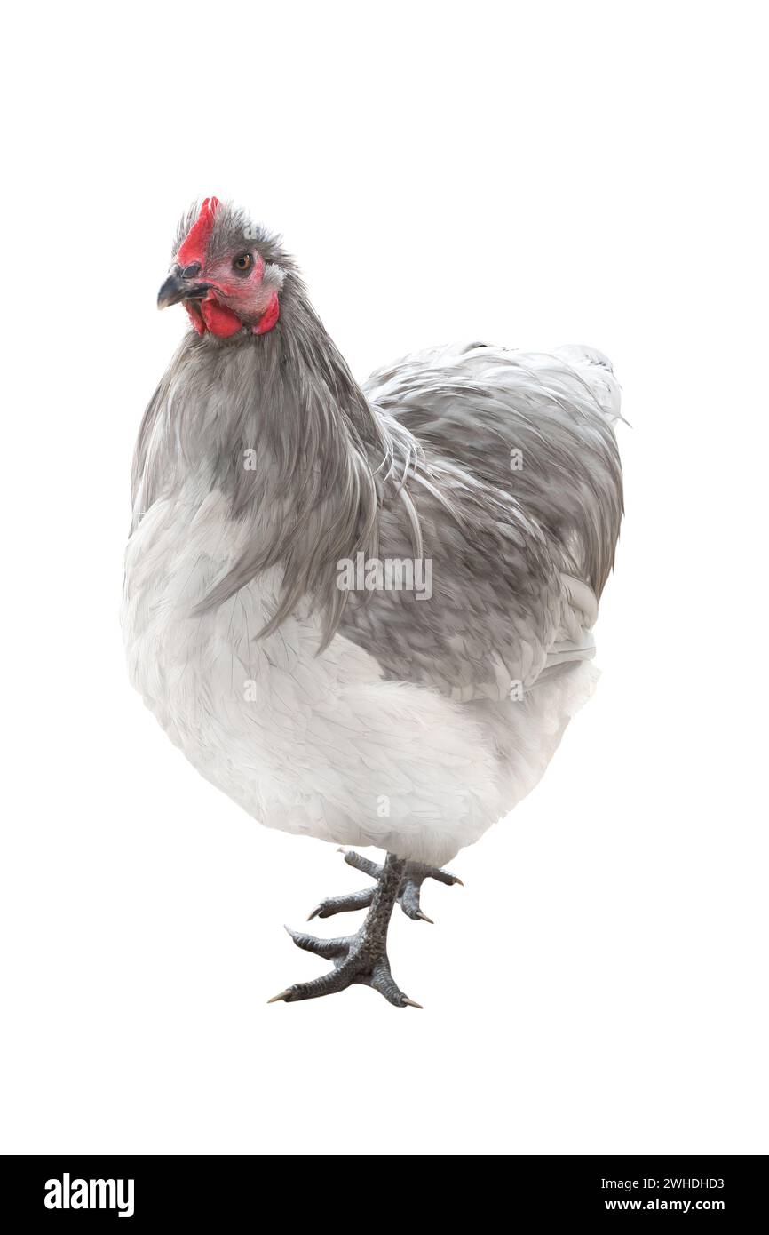 gray chicken isolated on white background Stock Photo - Alamy