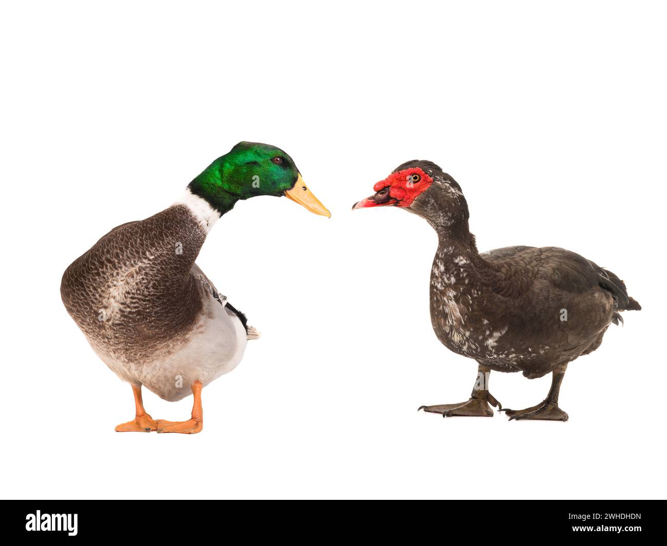 Muscovy duck and grey duck isolated on white background Stock Photo - Alamy