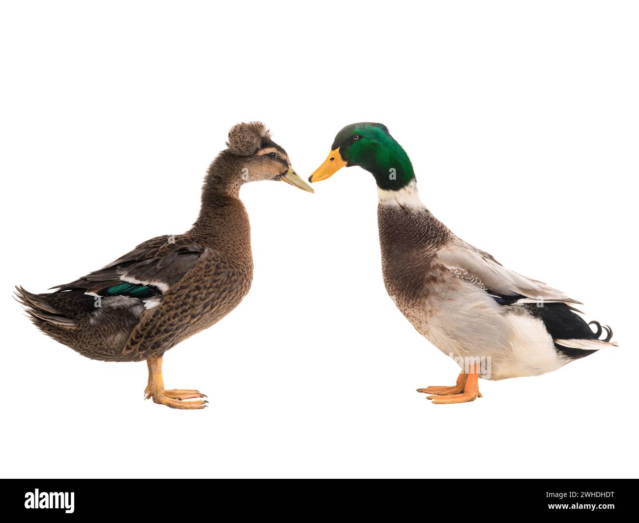 male brown duck and female duck isolated on white background Stock ...