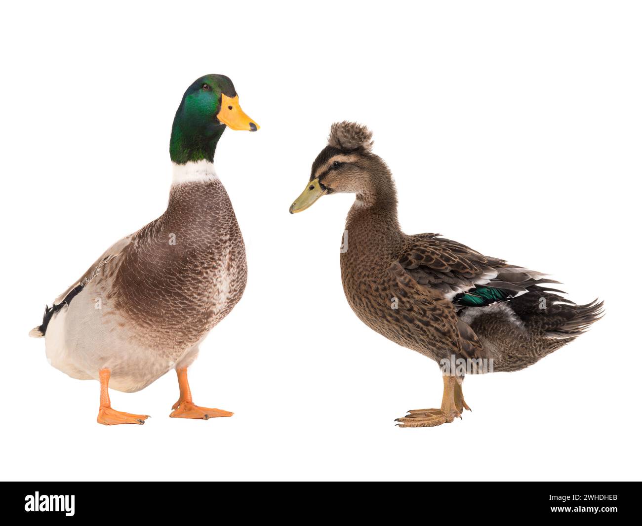 male brown duck and female duck isolated on white background Stock ...