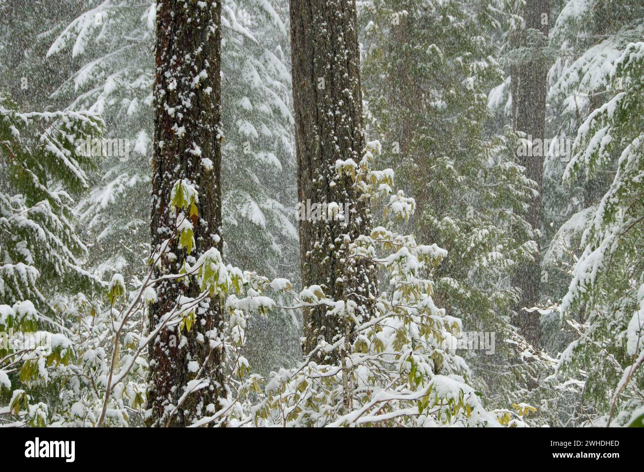 Douglas fir forest in snow hi-res stock photography and images - Alamy