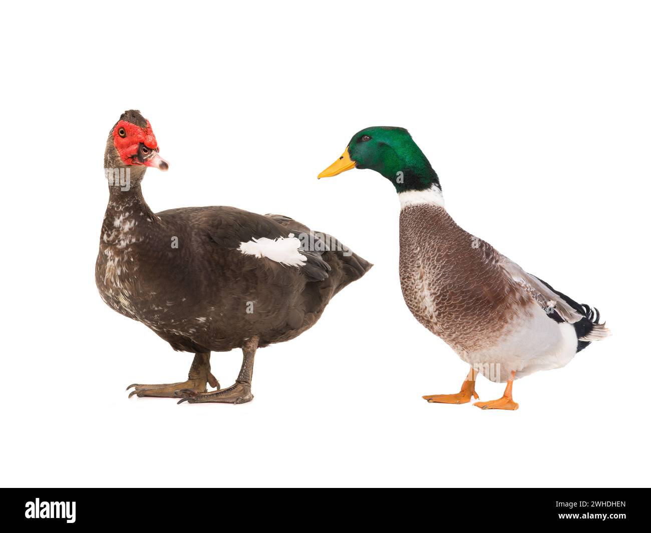 Muscovy duck and grey duck isolated on white background Stock Photo - Alamy