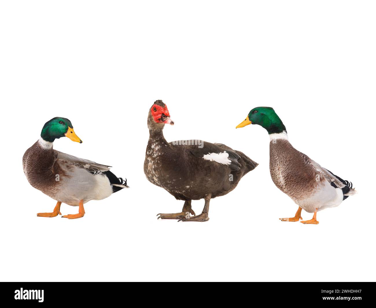 Muscovy duck and grey duck isolated on white background Stock Photo - Alamy