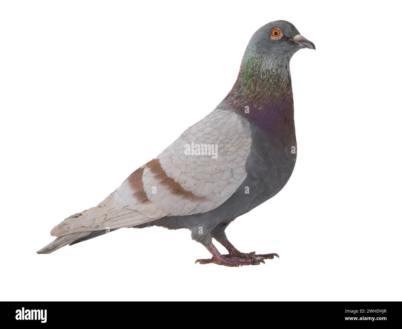 gray dove isolated on white background Stock Photo - Alamy