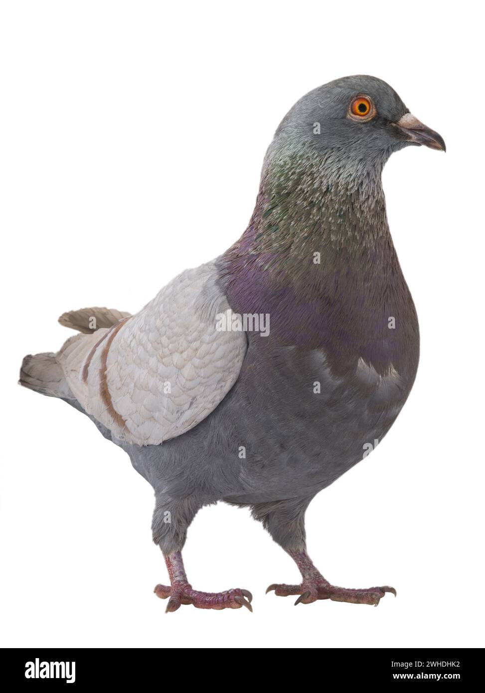 gray dove isolated on white background Stock Photo - Alamy