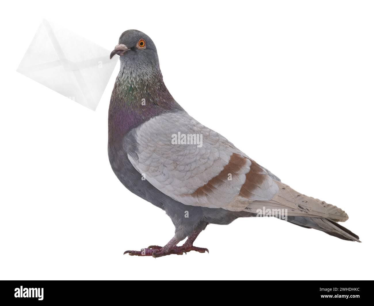 gray dove with envelope isolated on white background Stock Photo - Alamy