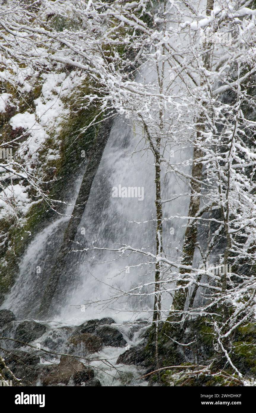 Whispering Falls, Willamette National Forest, Oregon Stock Photo - Alamy