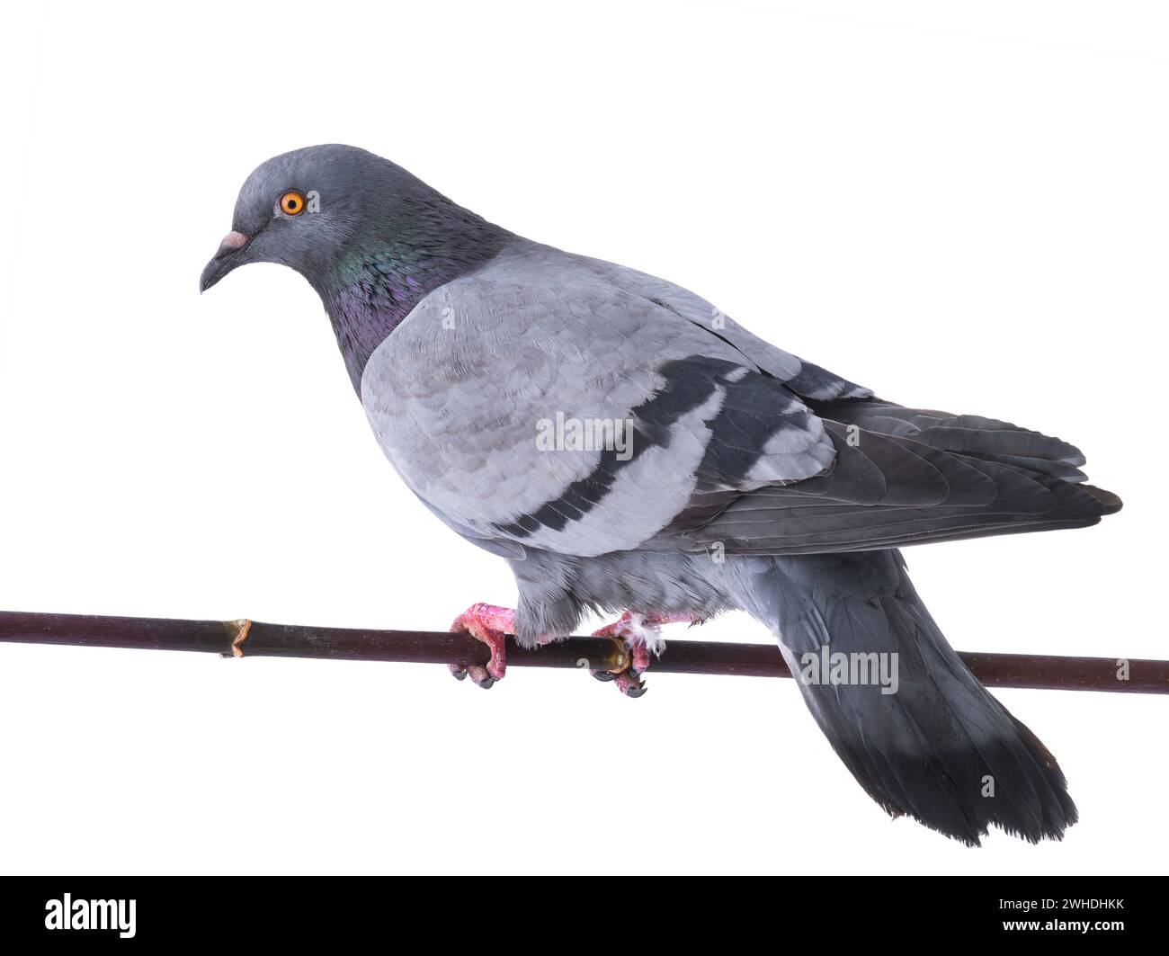 gray dove isolated on white background Stock Photo - Alamy