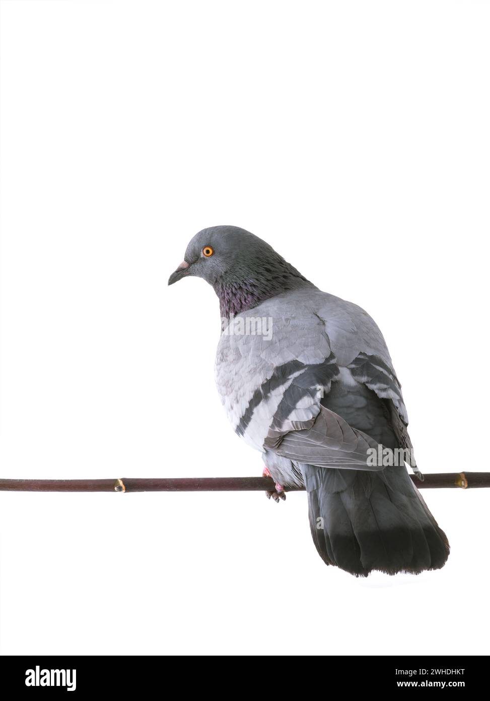 gray dove isolated on white background Stock Photo - Alamy