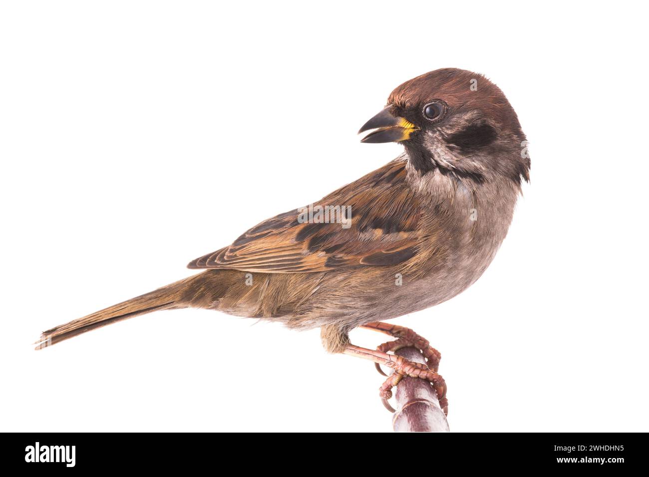 screaming sparrow isolated on white background Stock Photo - Alamy