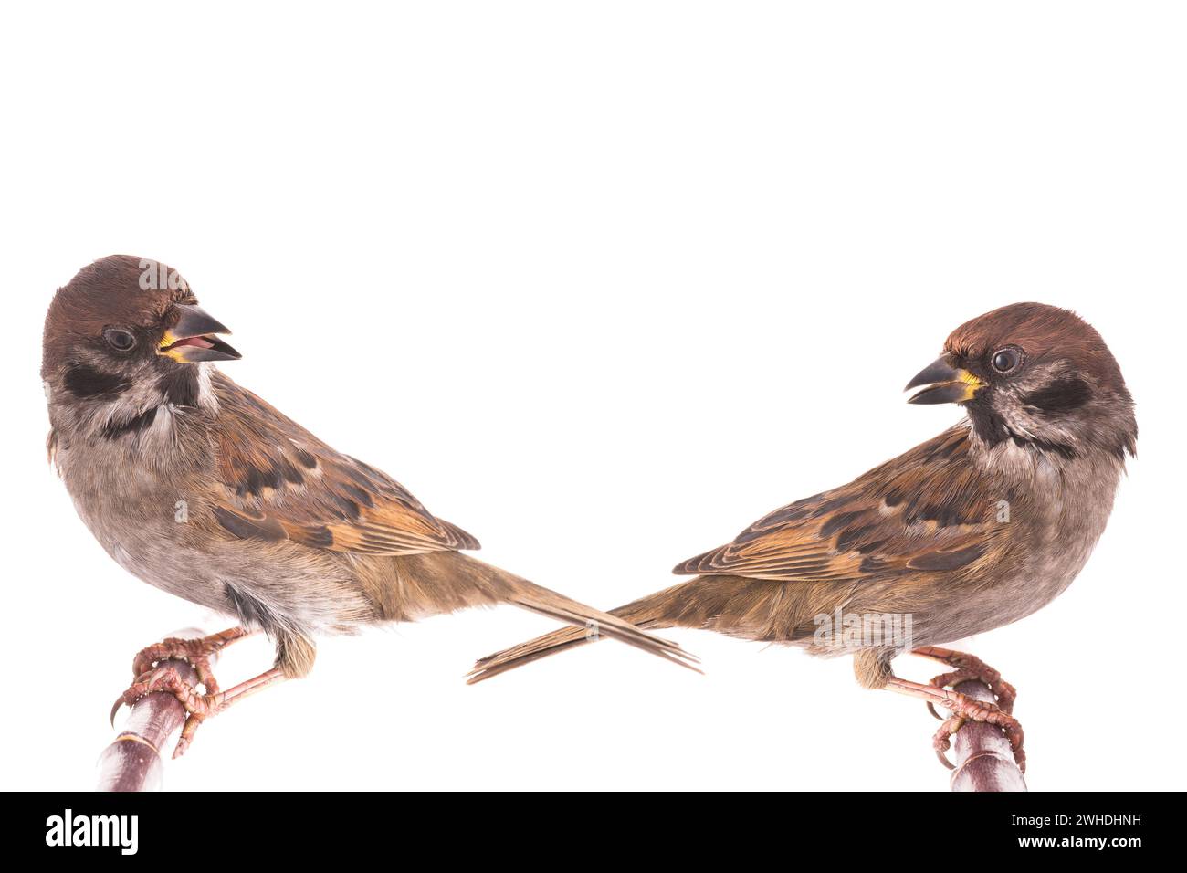two screaming sparrow isolated on white background Stock Photo - Alamy