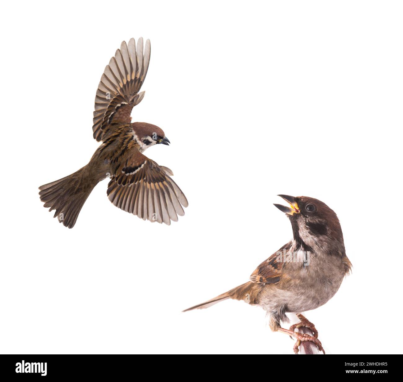 sparrow flies isolated on white Stock Photo - Alamy