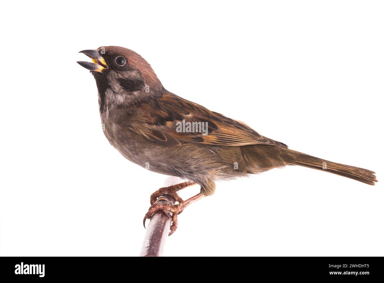 screaming sparrow isolated on white background Stock Photo - Alamy