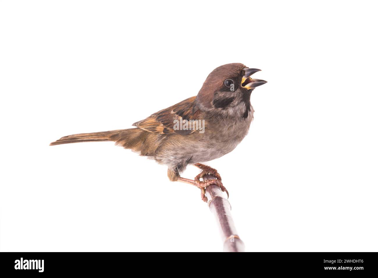 screaming sparrow isolated on white background Stock Photo - Alamy
