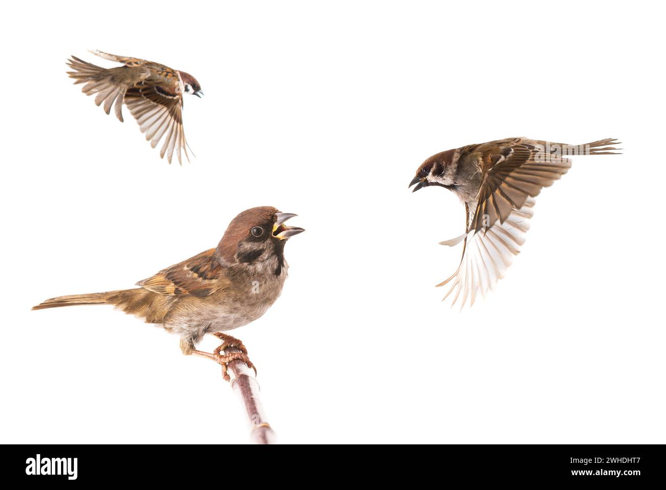 House sparrows on bird Cut Out Stock Images & Pictures - Alamy